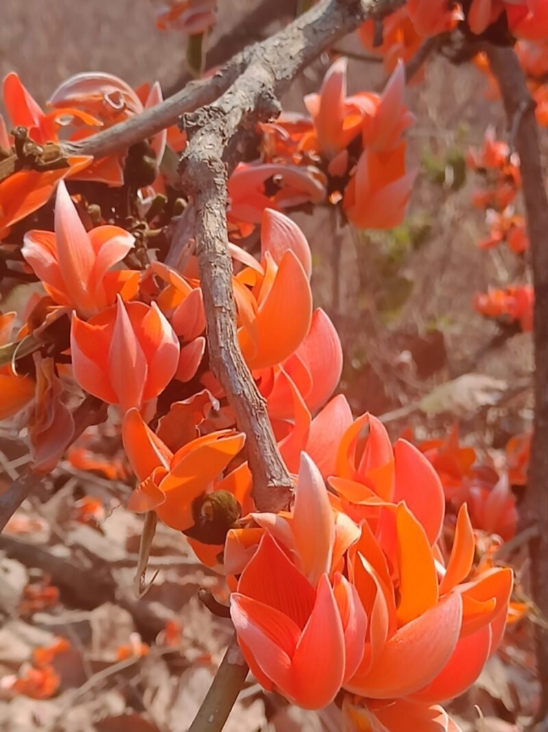 The Poetry of Palash | FridayWall
